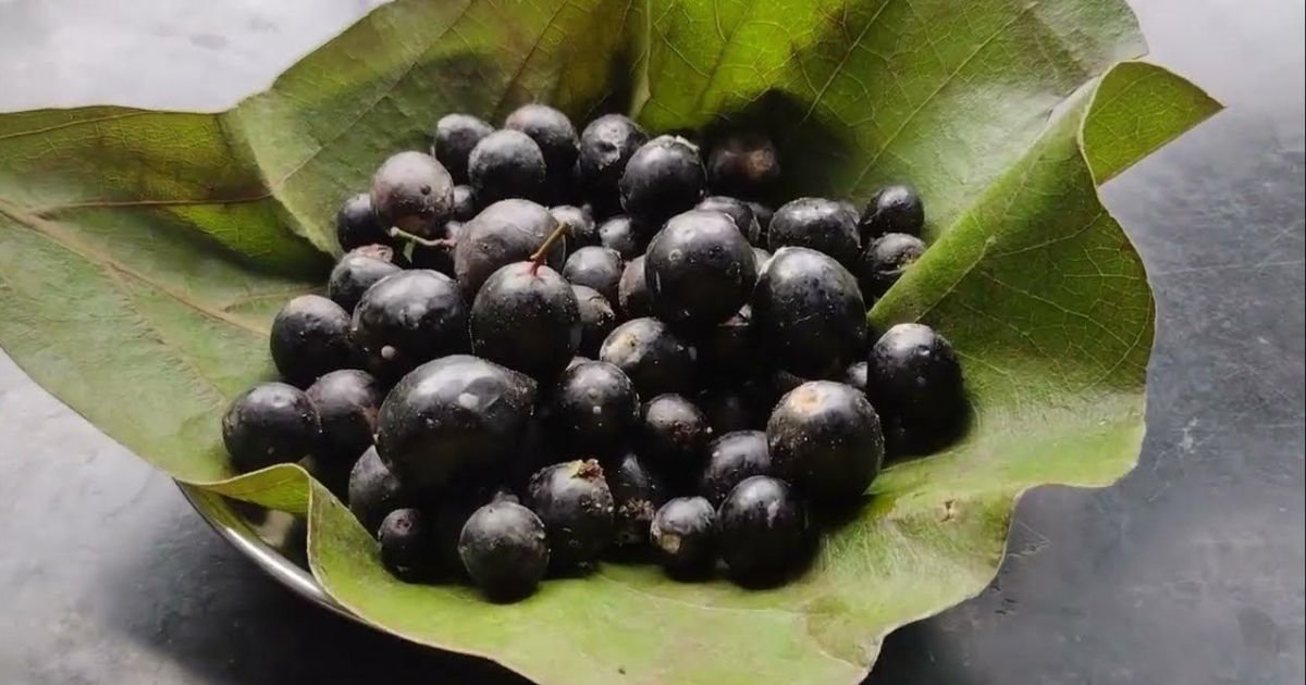 करवंद Karonda Fruit